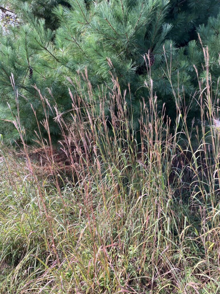 Sylva Native Nursury