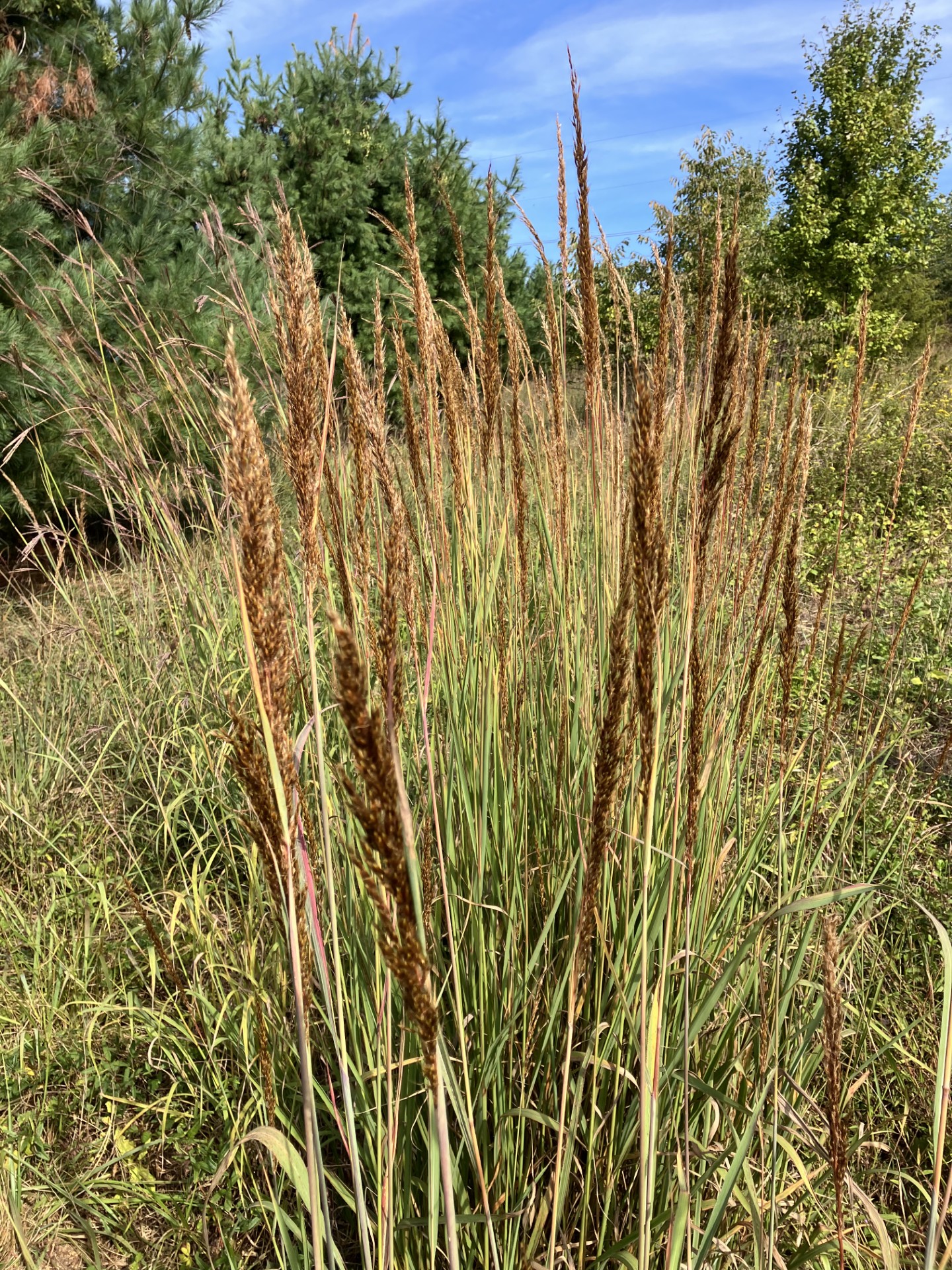 Sylva Native Nursury