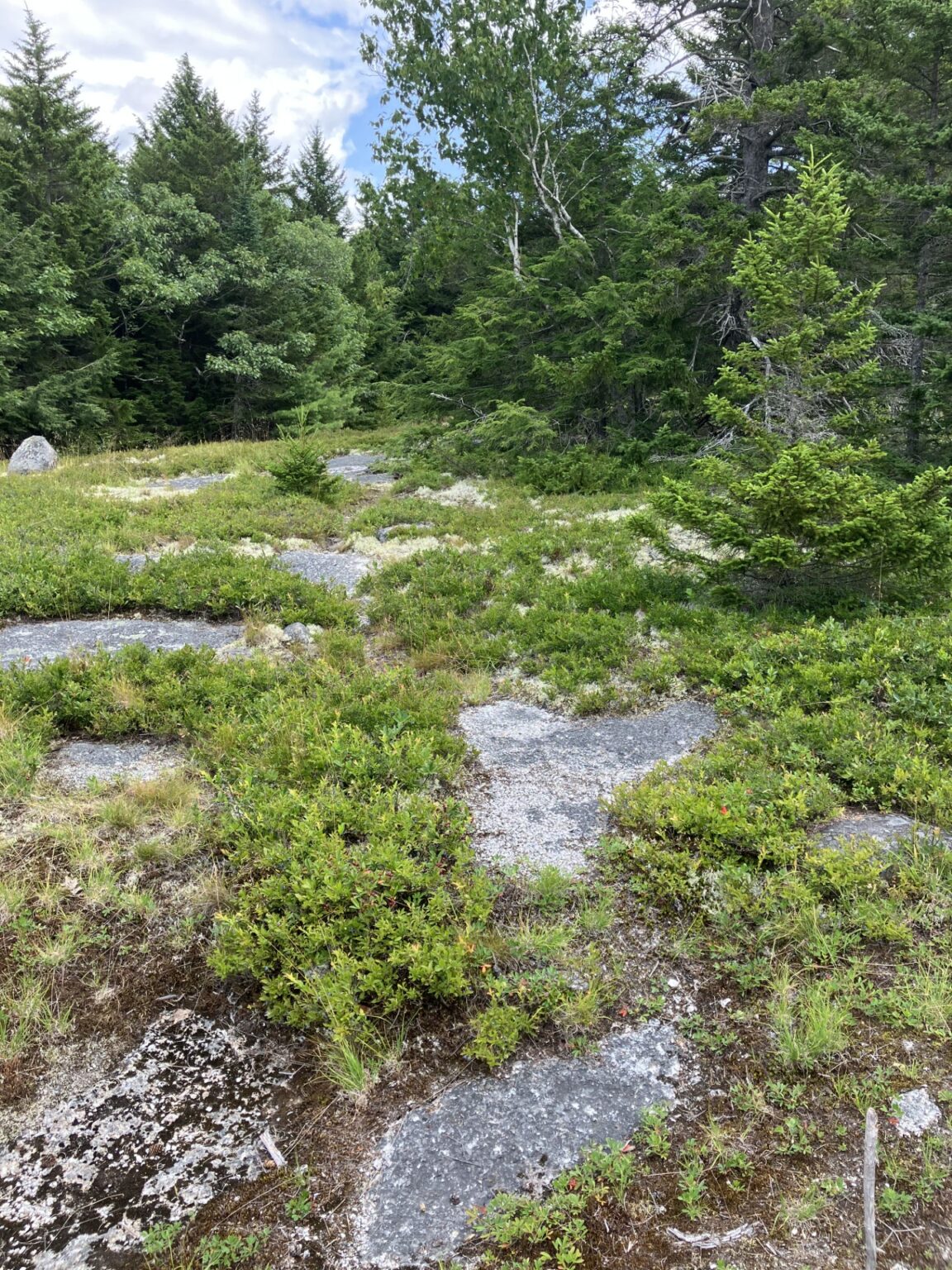 Sylva Native Nursury