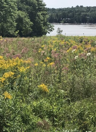 Meadows and Prairies – Sylva Native Nursury