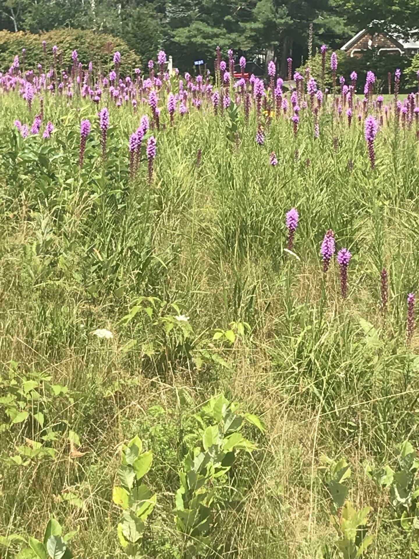 Sylva Native Nursury