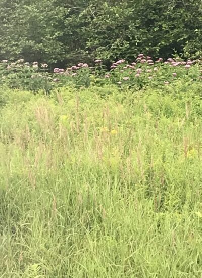 Meadows and Prairies – Sylva Native Nursury