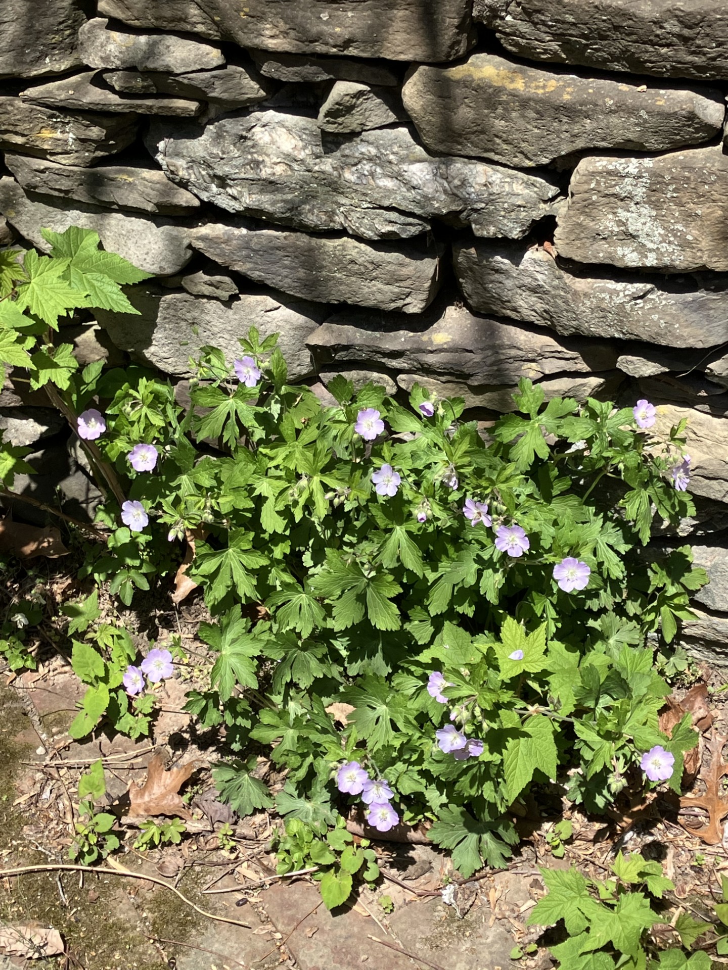 Sylva Native Nursury